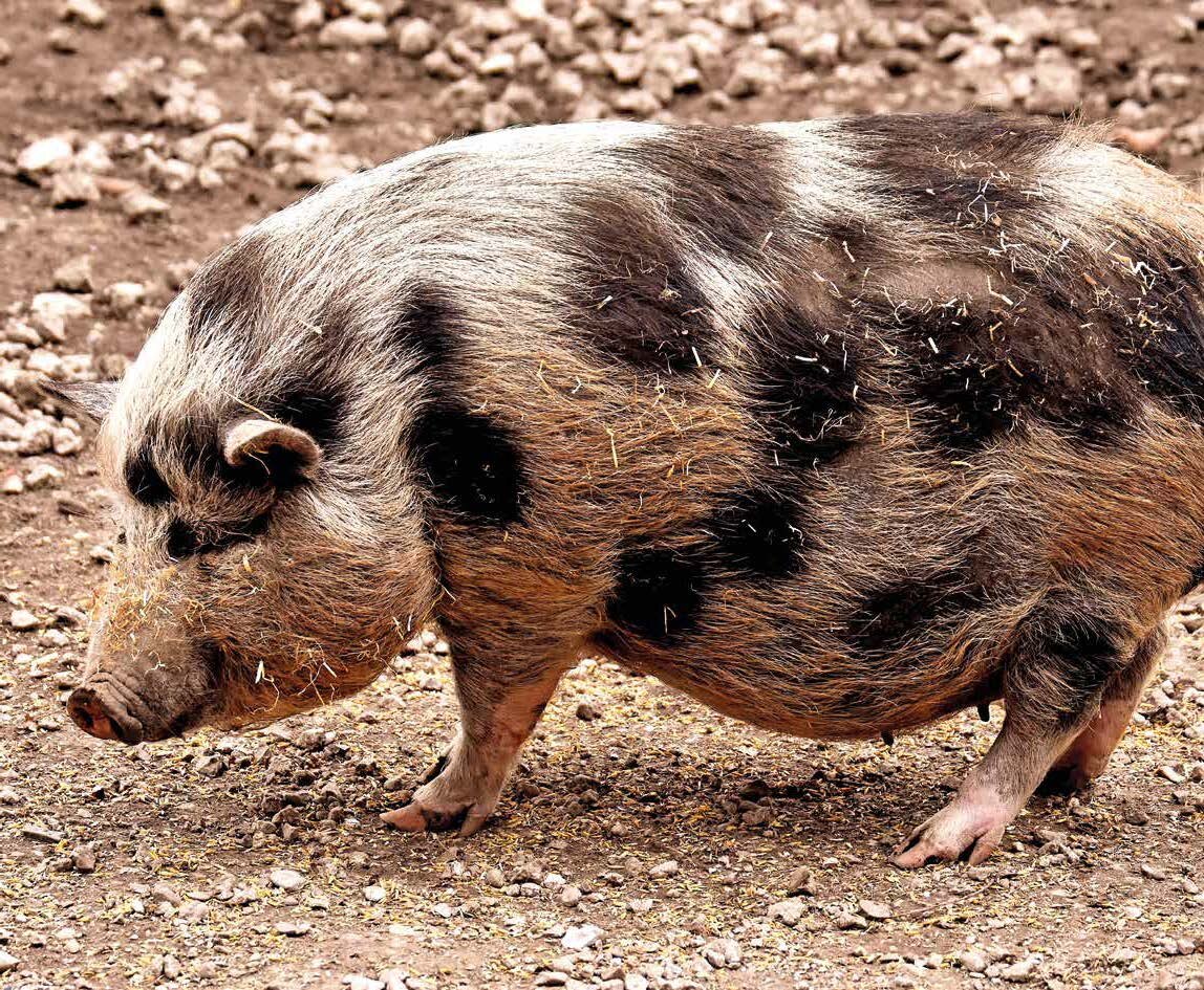 Minischweine im Wildgehege Moritzburg - sachsen.de