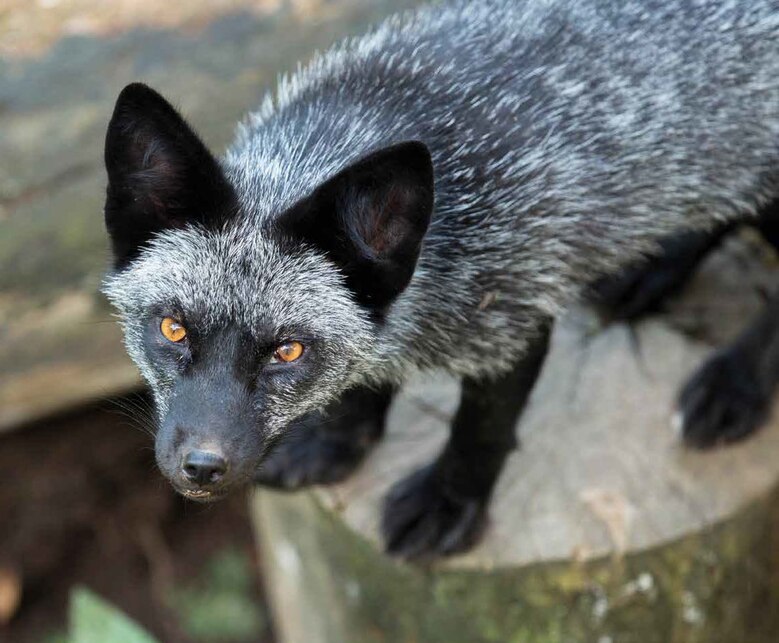 Der Silberfuchs im Wildgehege Moritzburg - Staatsbetrieb Sachsenforst ...