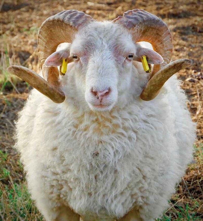 Skudden im Wildgehege Moritzburg - Staatsbetrieb Sachsenforst - sachsen.de