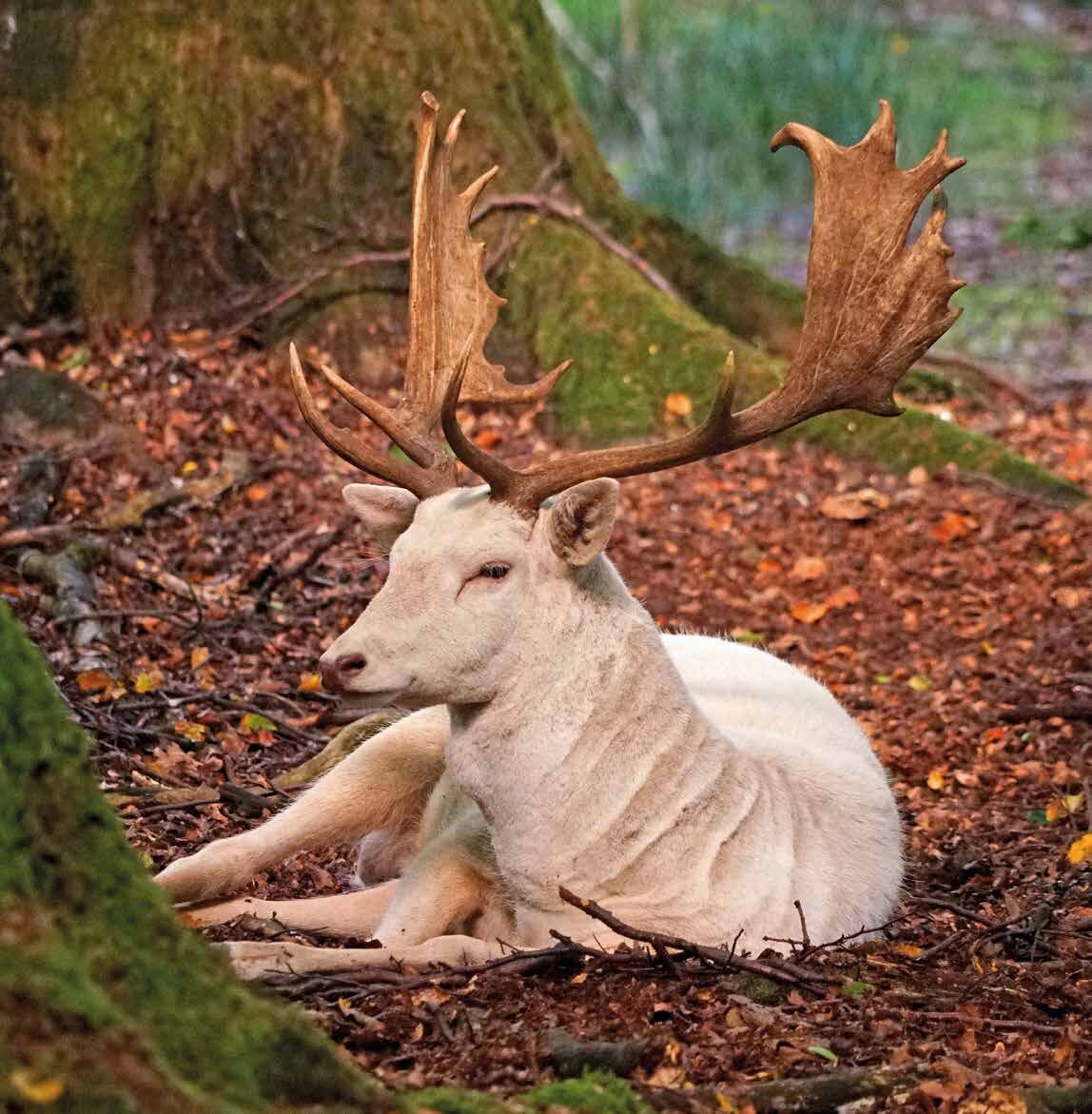 Weißes Damwild im Wildgehege Moritzburg - Staatsbetrieb Sachsenforst ...
